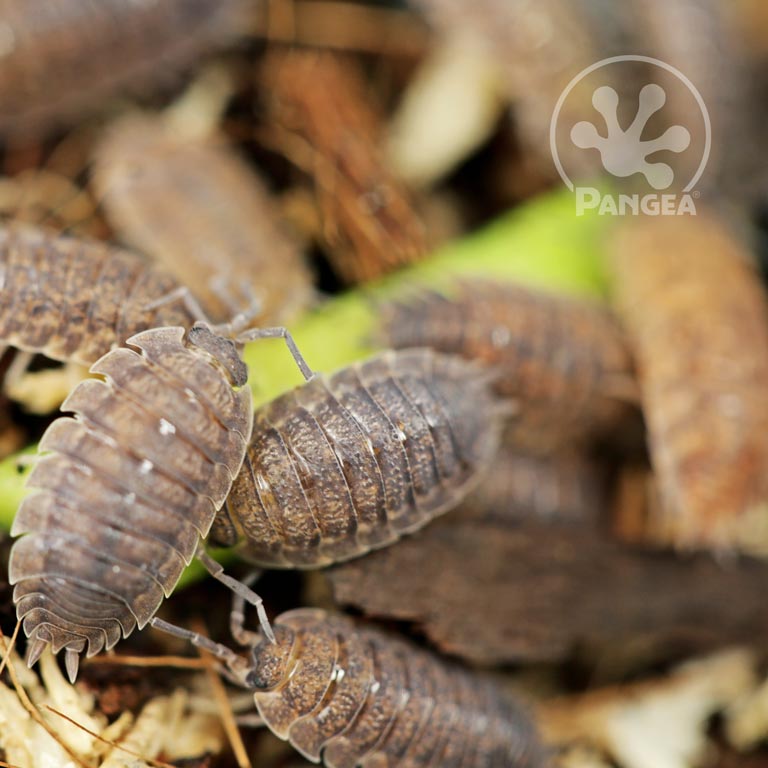 Porcellio scaber 'Calico' Isopods - Pangea Reptile LLC