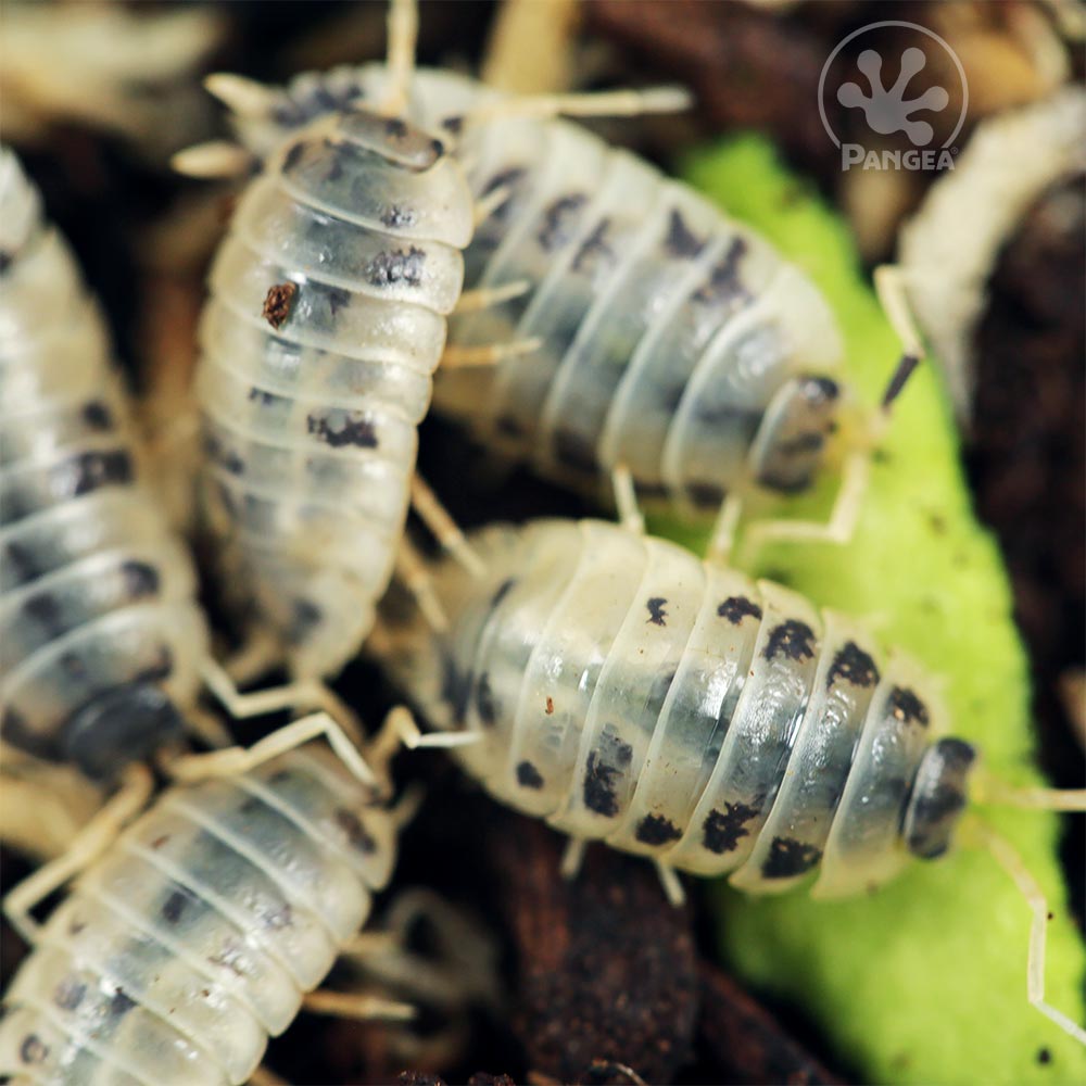 Porcellio laevis 'Dairy Cow' Isopods - Pangea Reptile LLC