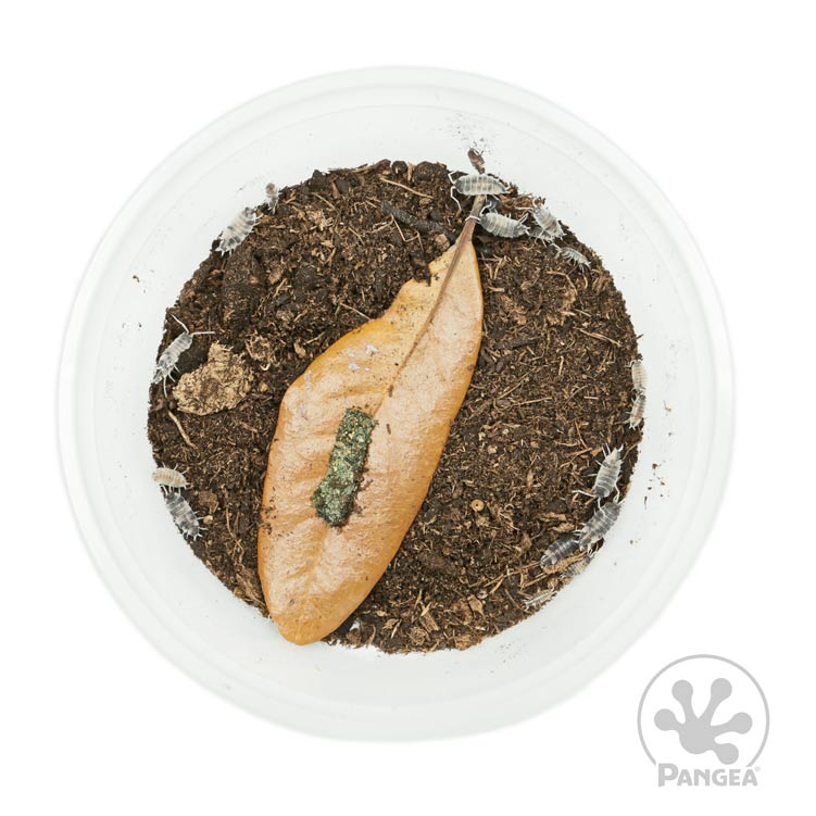 Porcellionides pruinosus 'Oreo Crumble' Isopods - Pangea Reptile LLC