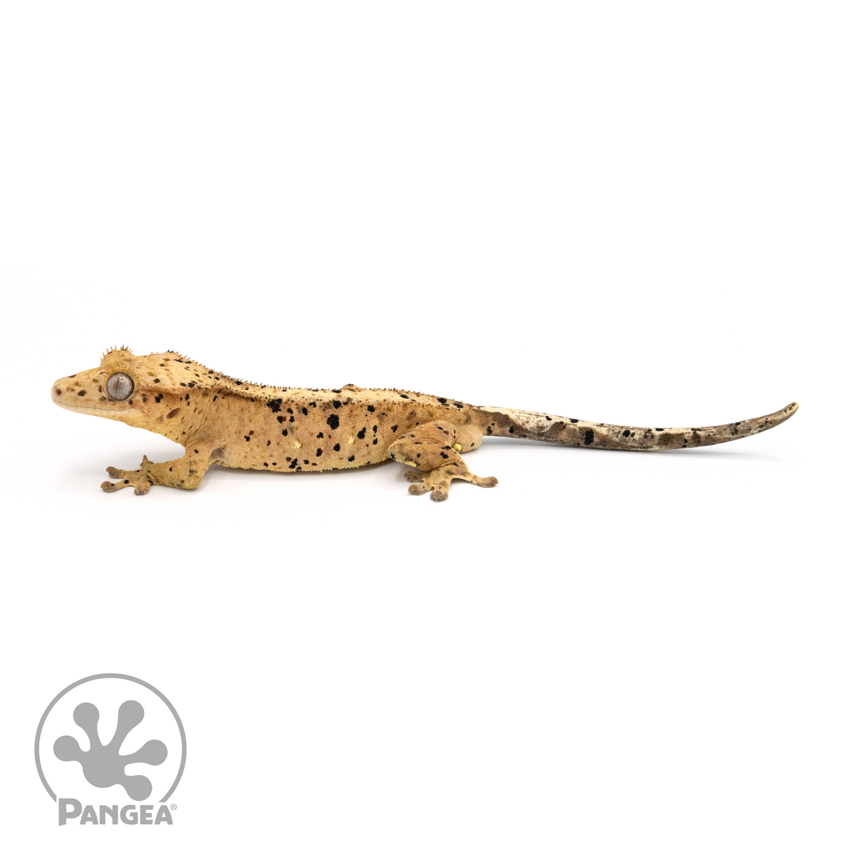 Male Damn Daniel x Starfire Super Dalmatian Crested Gecko | Pangea ...
