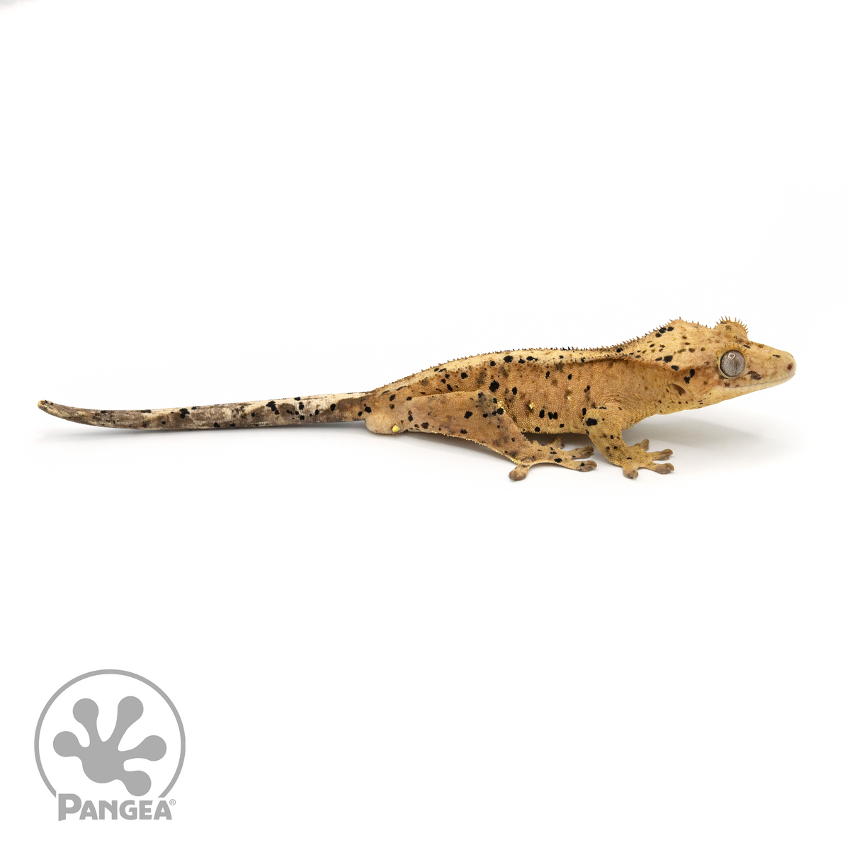 Male Damn Daniel x Starfire Super Dalmatian Crested Gecko | Pangea ...