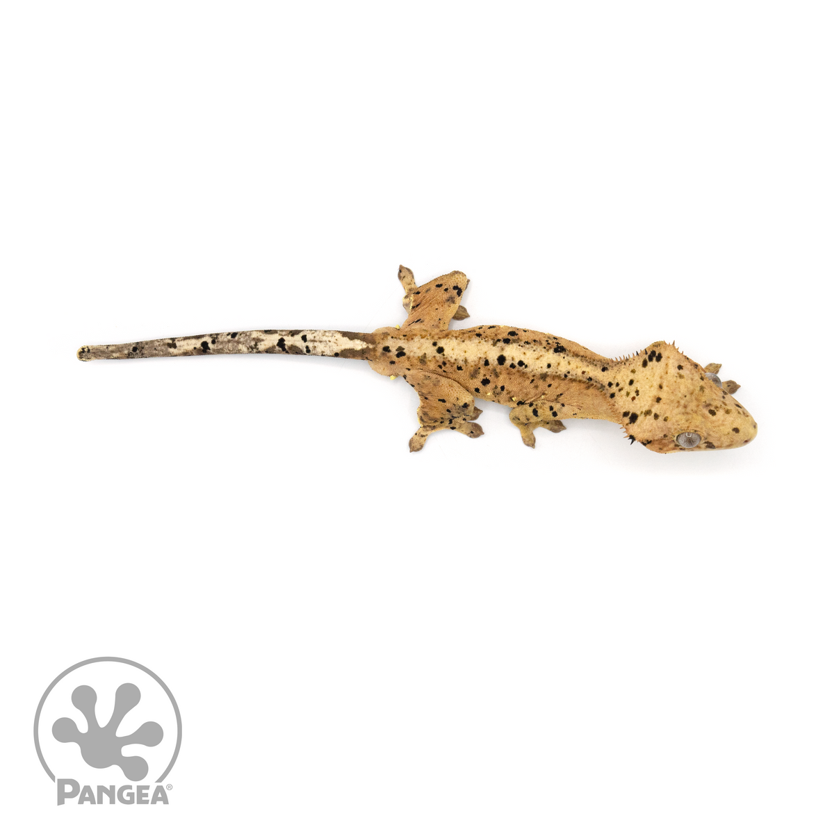 Male Damn Daniel x Starfire Super Dalmatian Crested Gecko | Pangea ...