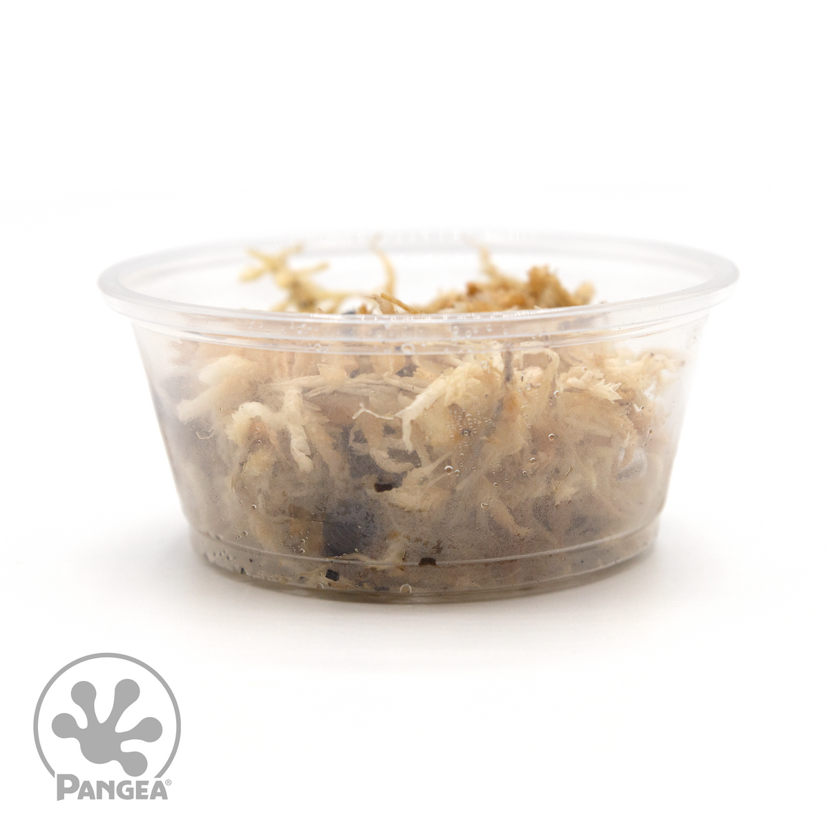 Armadillidium c.f. Frontisotre ‘Croatian Giants’ Isopods - Pangea ...