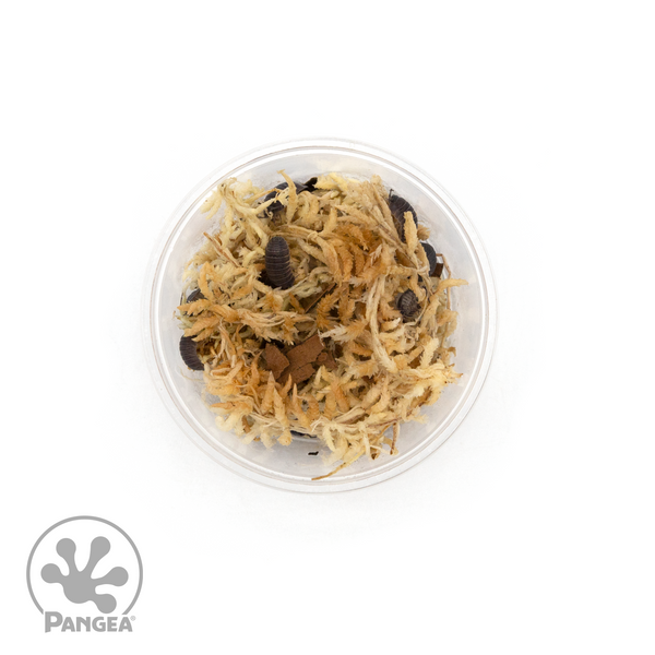 Armadillidium c.f. Frontisotre ‘Croatian Giants’ Isopods - Pangea ...