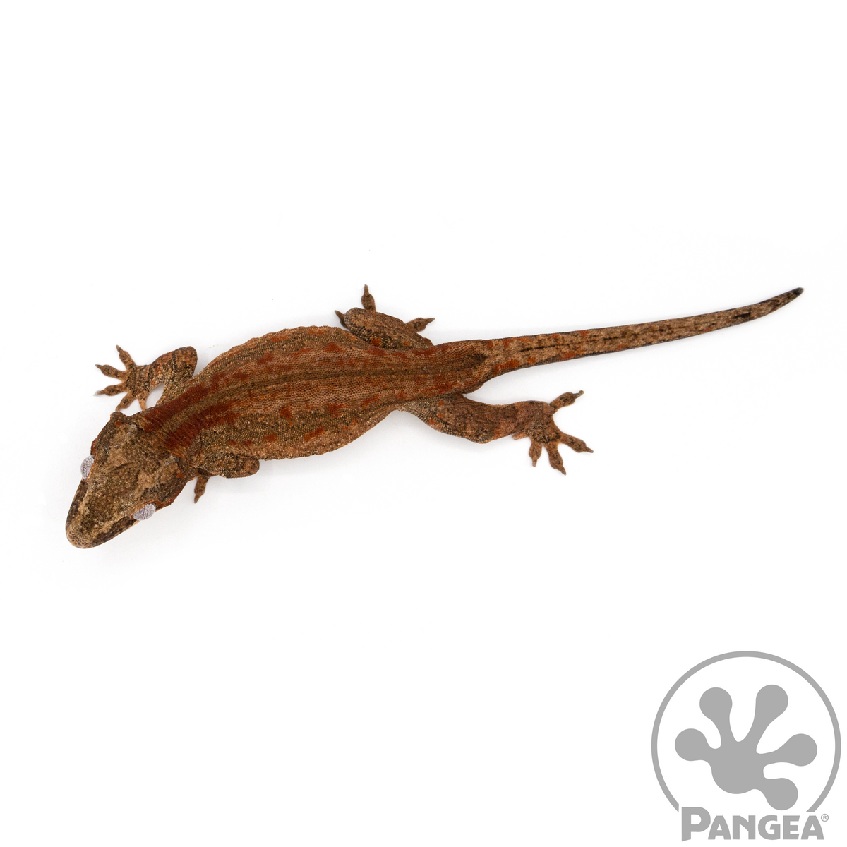 Male Red Blotch Gargoyle Gecko | Pangea Reptile | 0031 - Pangea Reptile LLC