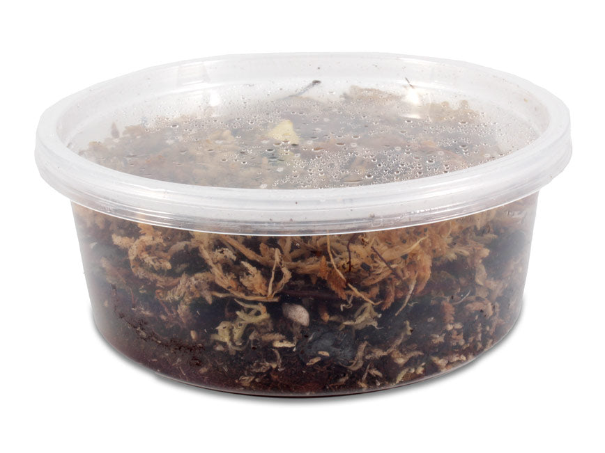 Porcellio scaber 'Calico' Isopods - Pangea Reptile LLC