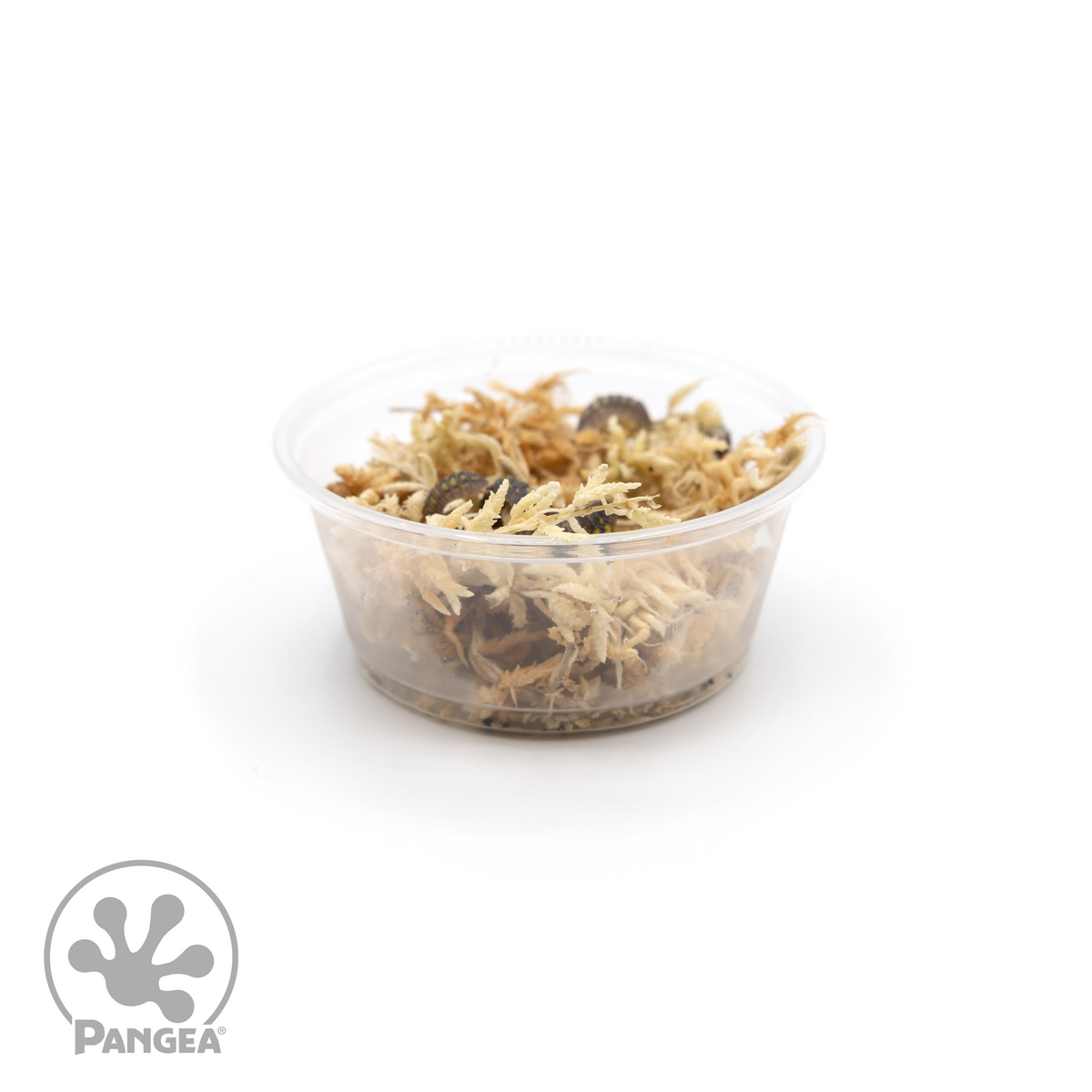 Armadillidium granulatum 'Granulated' Isopods - Pangea Reptile LLC