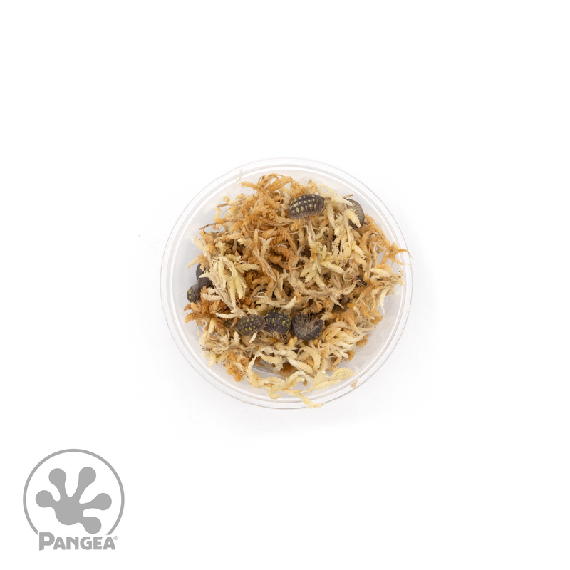 Armadillidium granulatum 'Granulated' Isopods - Pangea Reptile LLC