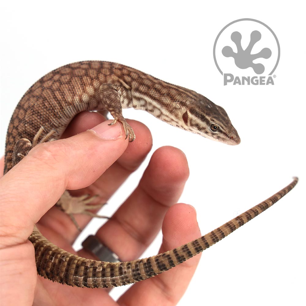 Ackie Monitor Full Grown