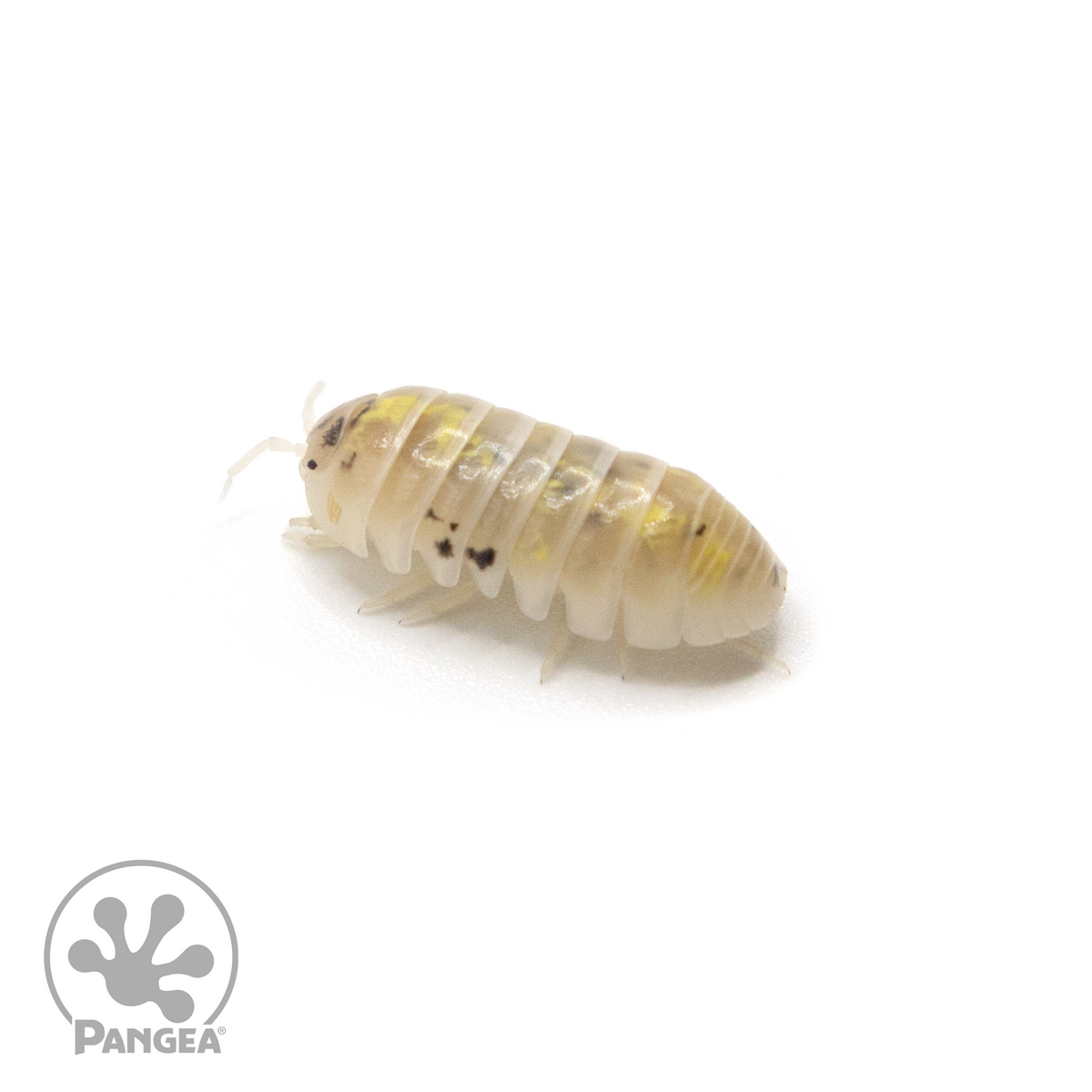 Armadillidium vulgare ‘Magic Potion’ Isopods - Pangea Reptile LLC