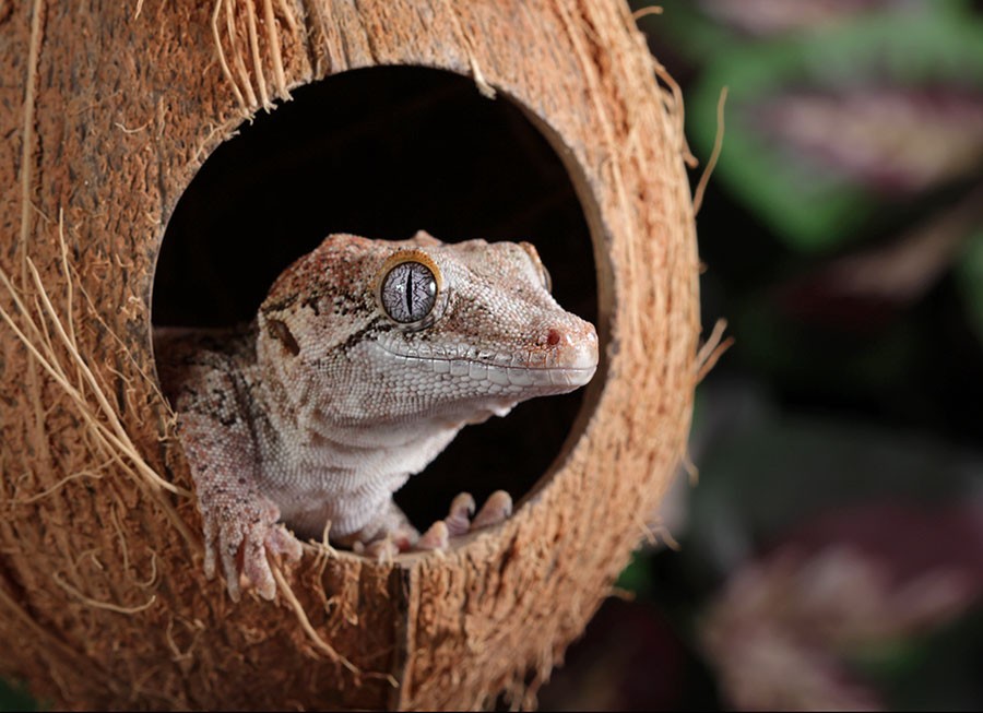 Reptile Hide | Gecko Hides | Frog Hide | Pangea Reptile - Pangea ...