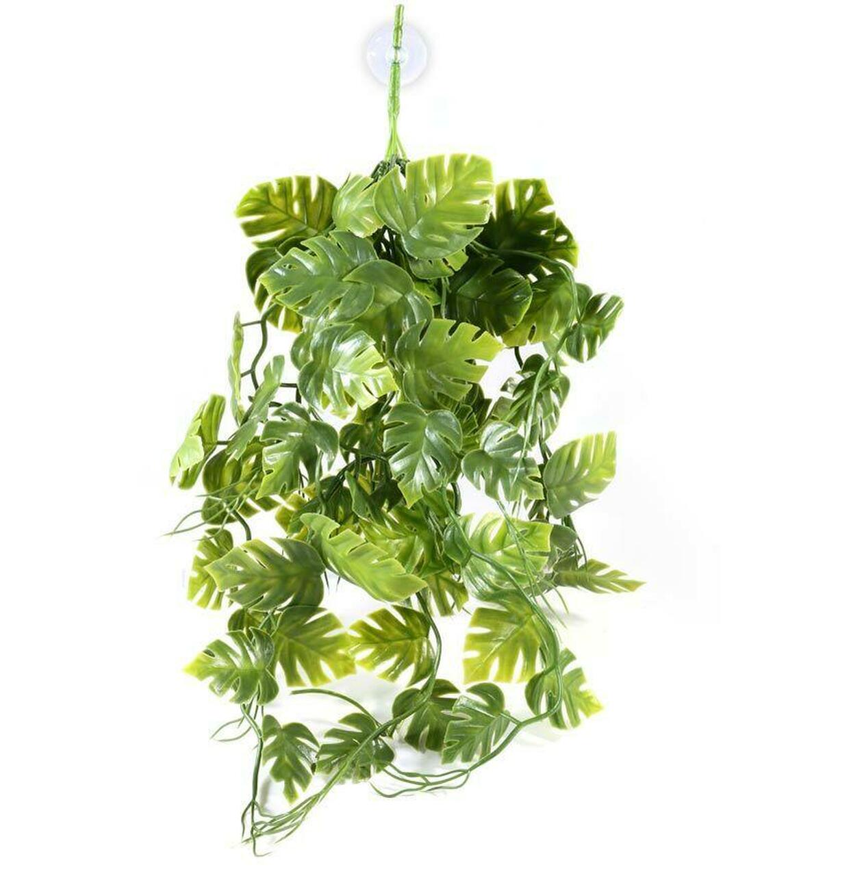 Reptile Terrarium Plants | Hanging Plants | Pangea Reptile - Pangea ...