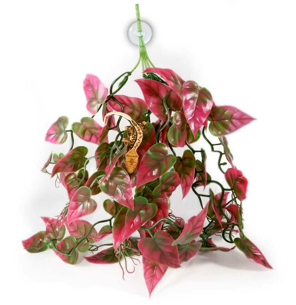 Reptile Terrarium Plants | Hanging Plants | Pangea Reptile - Pangea ...