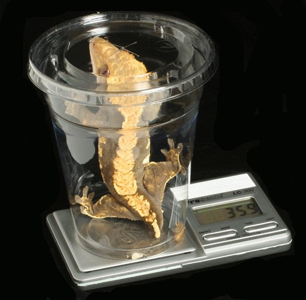ProScale LC 300 | COmpact Digital Reptile Scale | Pangea Reptile - Pangea Reptile LLC